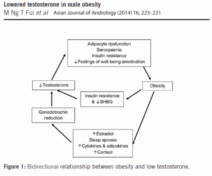 Testosterone and Fat Loss – Looking at the Evidence – IronMag ...