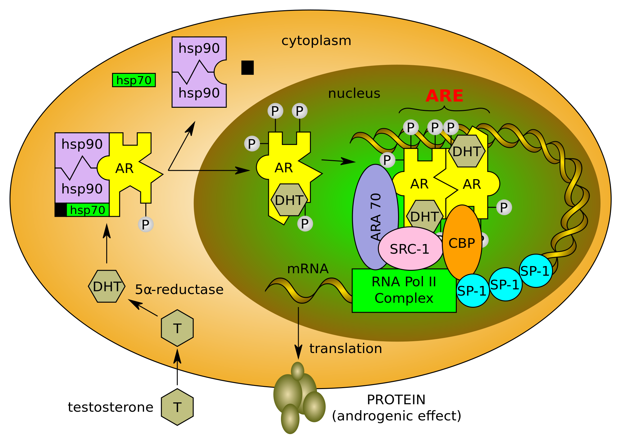 Understanding The Androgen Receptor IronMag Bodybuilding Fitness Blog
